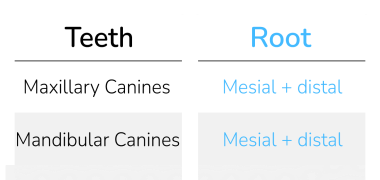 Canines - My Dental Key