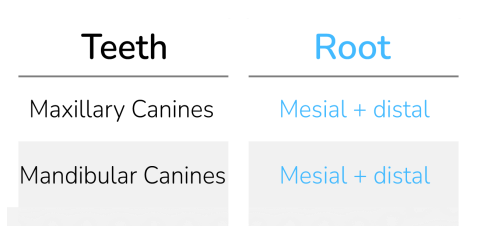 Canines - My Dental Key