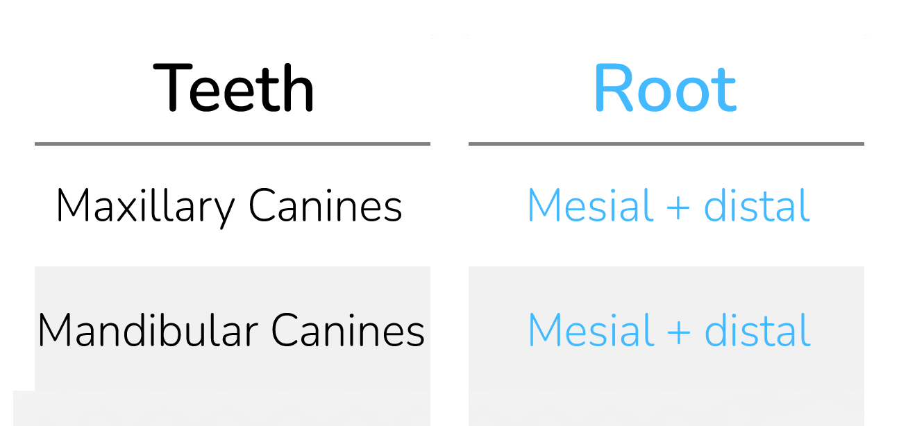 Canines - My Dental Key