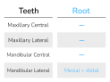 Incisors - My Dental Key