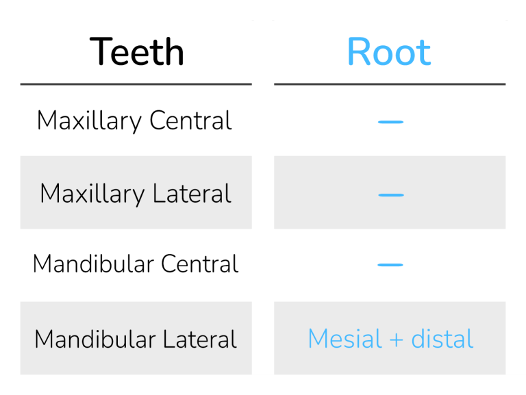 Incisors - My Dental Key