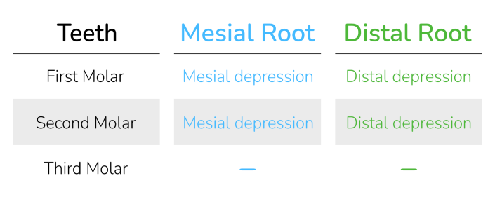 Mandibular Molars - My Dental Key