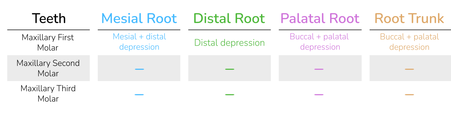 Maxillary Molars - My Dental Key