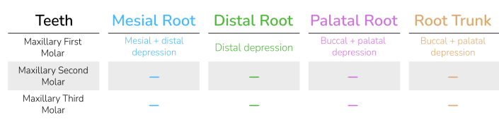 Maxillary Molars - My Dental Key