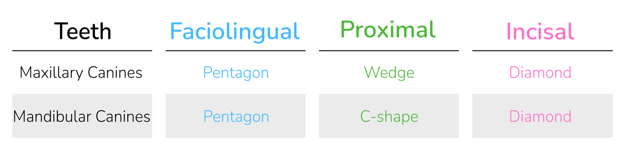 Canines - My Dental Key