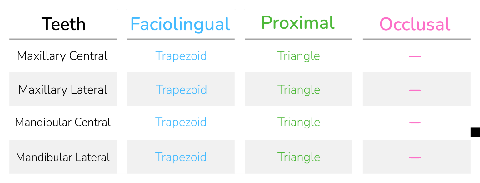 Incisors - My Dental Key