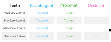 Incisors - My Dental Key