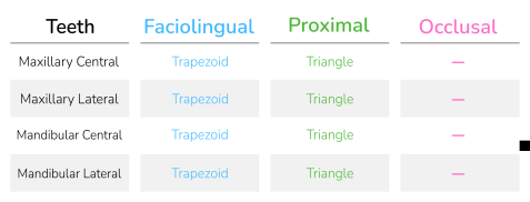 Incisors - My Dental Key