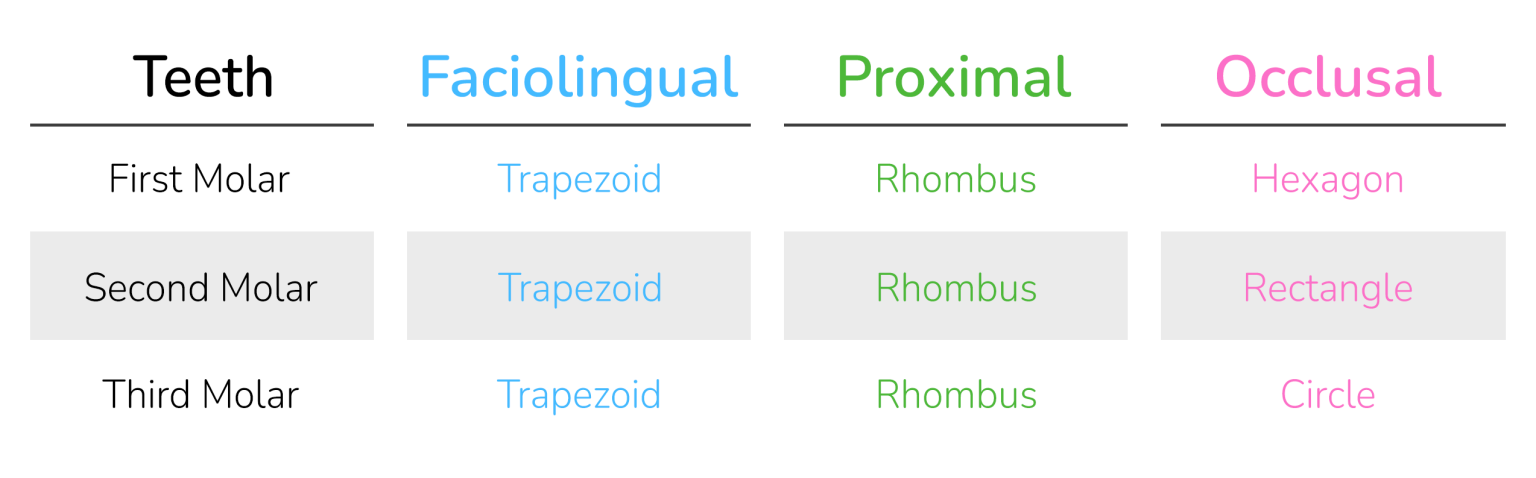 Mandibular Molars - My Dental Key