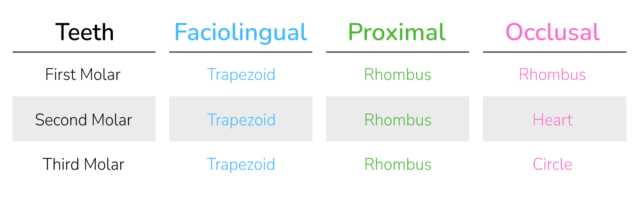 Maxillary Molars - My Dental Key