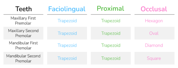 Premolars - My Dental Key