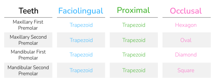 Premolars - My Dental Key