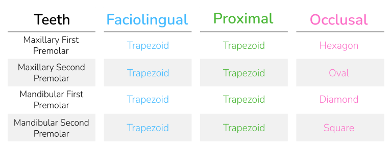 Premolars - My Dental Key