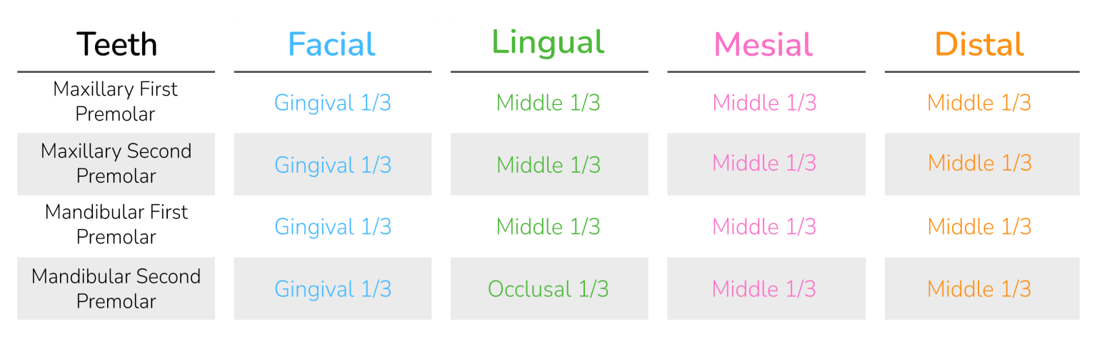 Premolars - My Dental Key