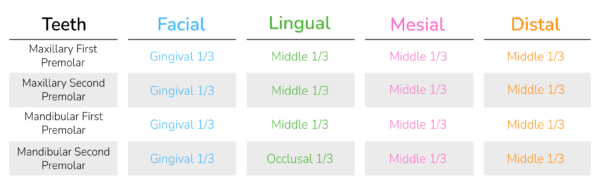 Premolars - My Dental Key
