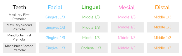 Premolars - My Dental Key