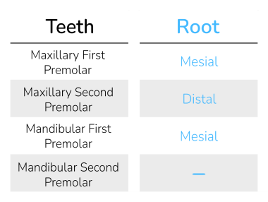 Premolars - My Dental Key