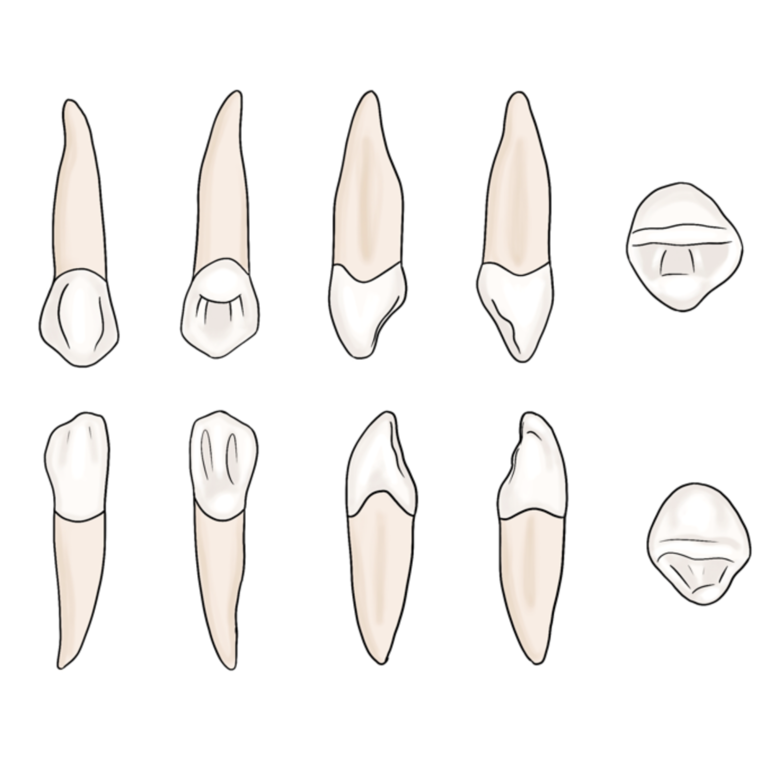 Dental Anatomy - My Dental Key