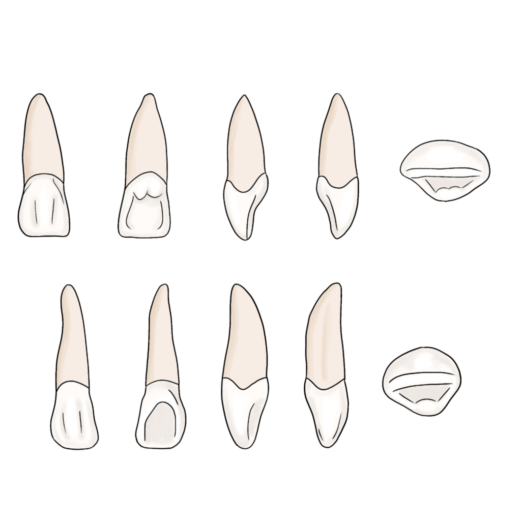 Dental Anatomy - My Dental Key