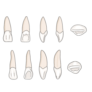 Dental Anatomy - My Dental Key