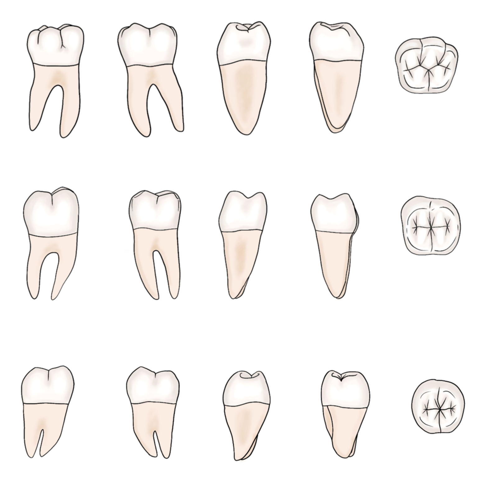 Dental Anatomy - My Dental Key