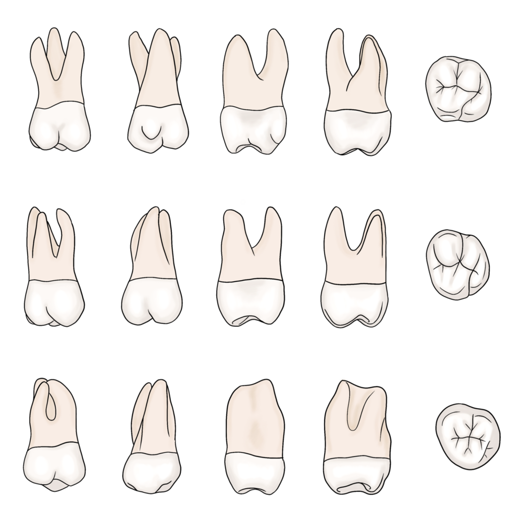 Dental Anatomy - My Dental Key