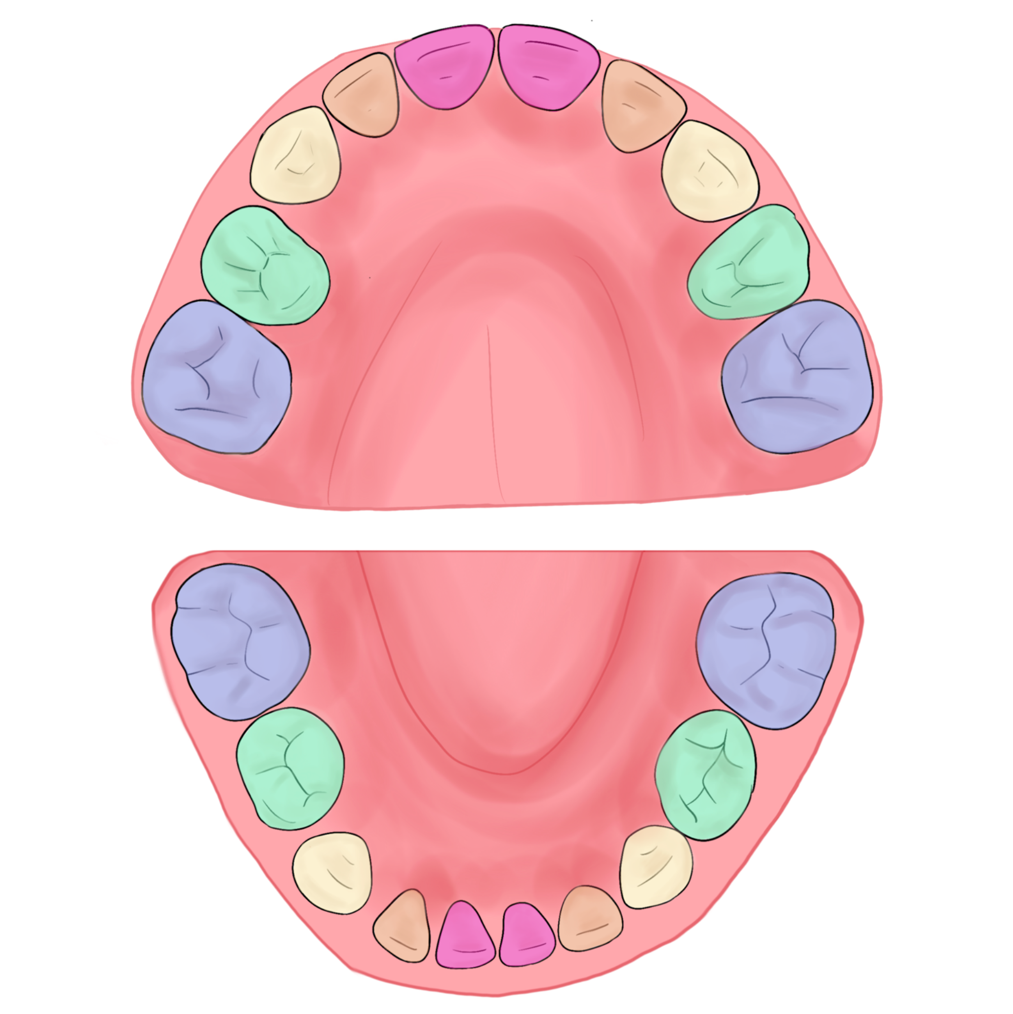 Pediatric Dental Anatomy - My Dental Key