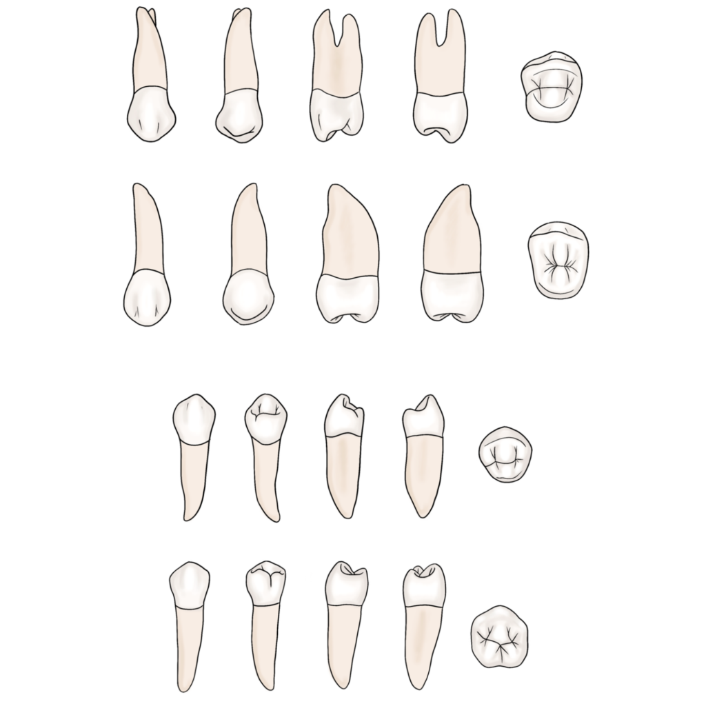 Dental Anatomy - My Dental Key