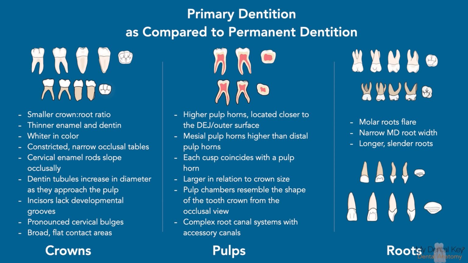 Pediatric Dental Anatomy My Dental Key pediatric-dental-anatomy-my-dental-key