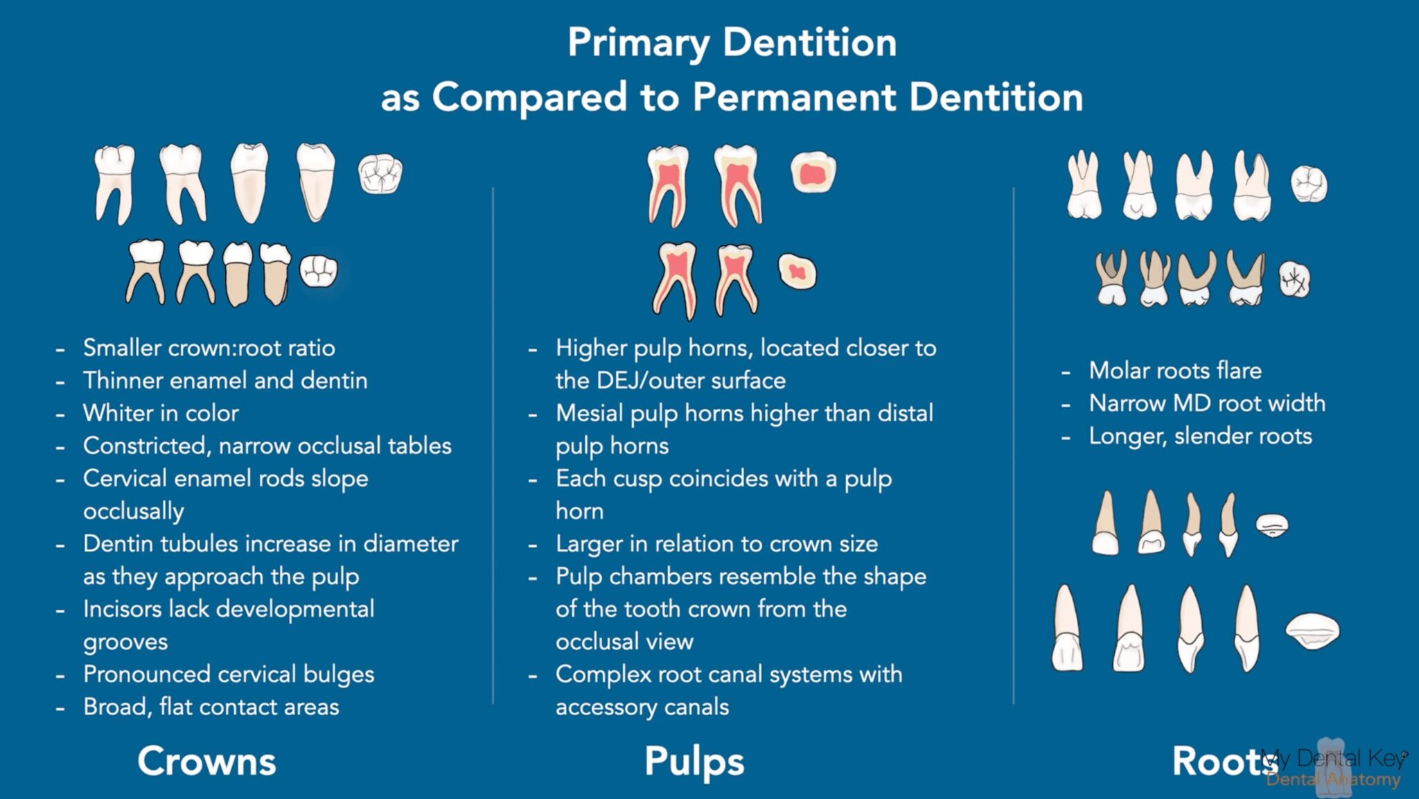 Pediatric Dental Anatomy - My Dental Key