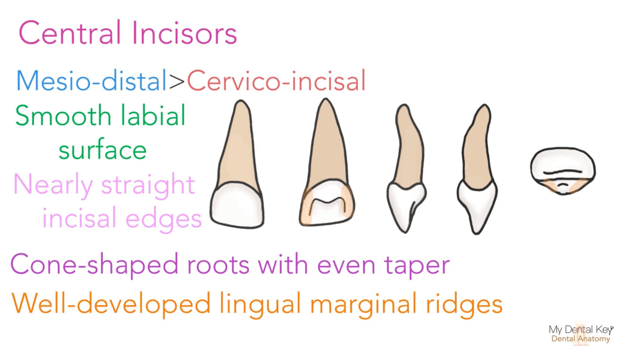 Pediatric Dental Anatomy - My Dental Key