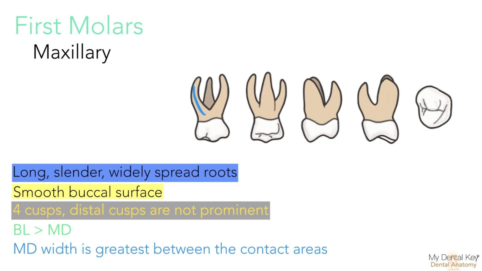 Pediatric Dental Anatomy - My Dental Key