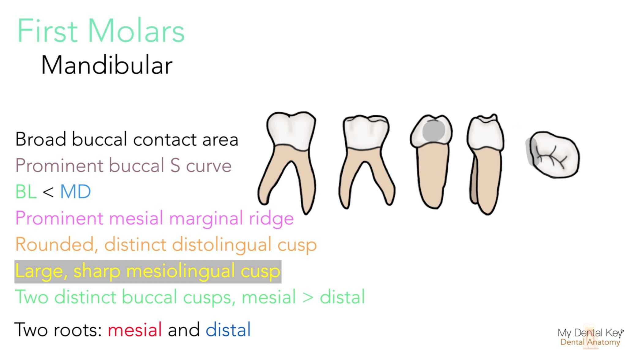 Pediatric Dental Anatomy - My Dental Key
