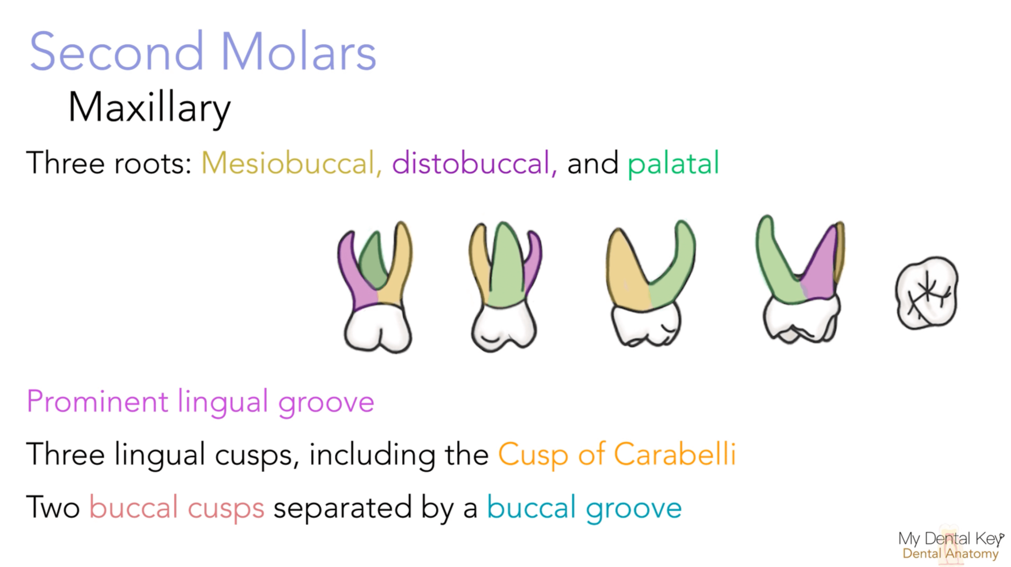 Pediatric Dental Anatomy - My Dental Key