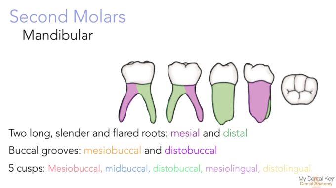 Pediatric Dental Anatomy - My Dental Key