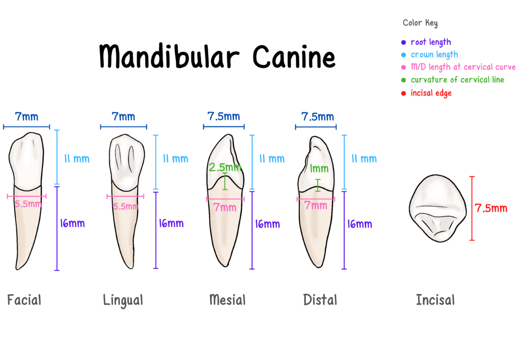 Canines - My Dental Key