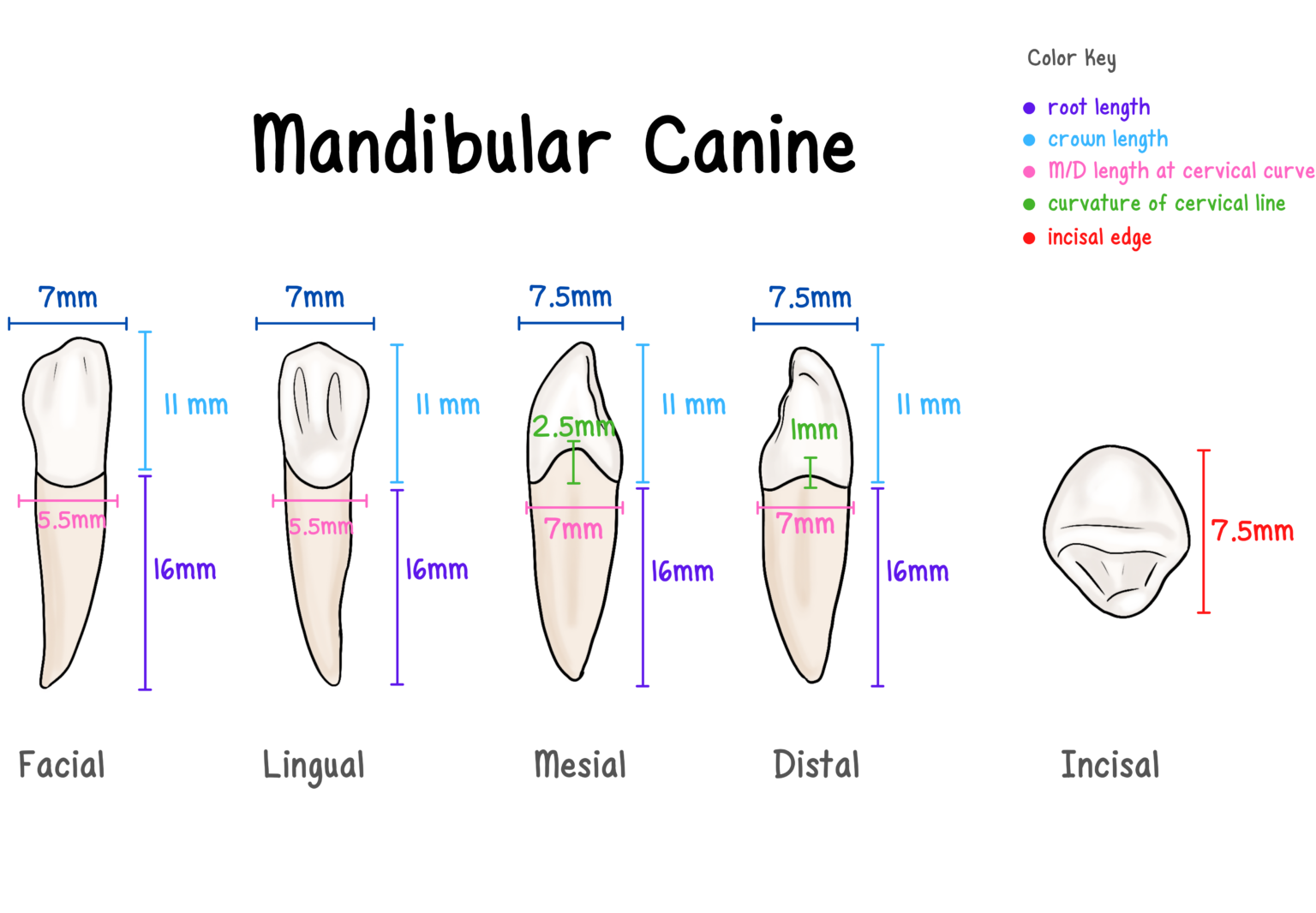 Canines - My Dental Key