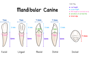 Canines - My Dental Key