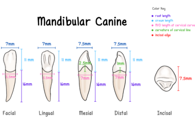 Canines - My Dental Key