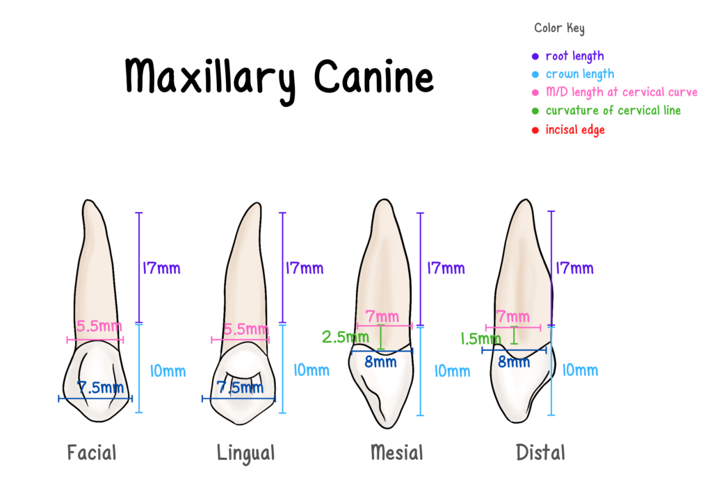 Canines - My Dental Key