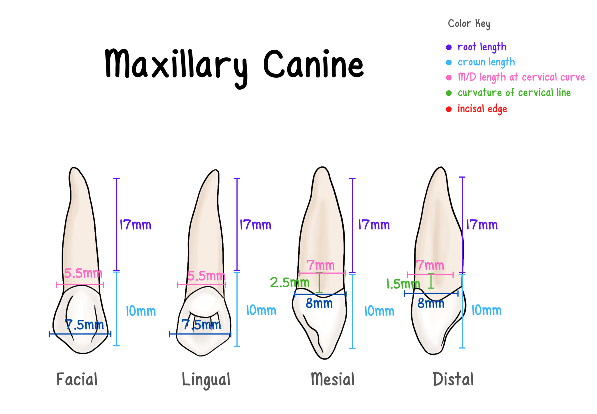 Canines - My Dental Key