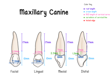Canines - My Dental Key