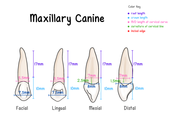 Canines - My Dental Key